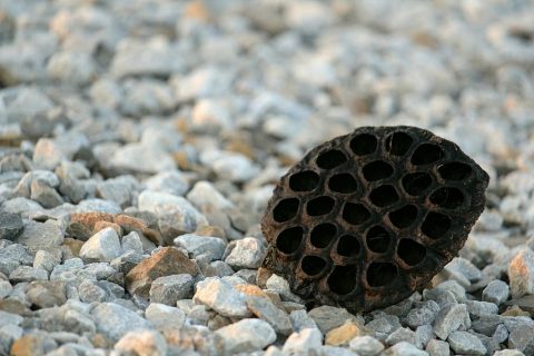 Trypophobia Test: The Weird Syndrome Due to Fear of Holes