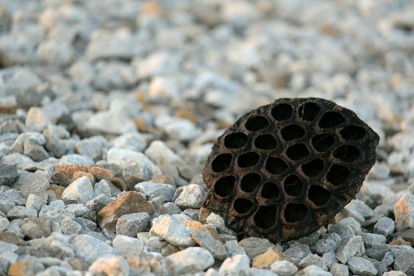 Trypophobia Test: The Weird Syndrome Due to Fear of Holes