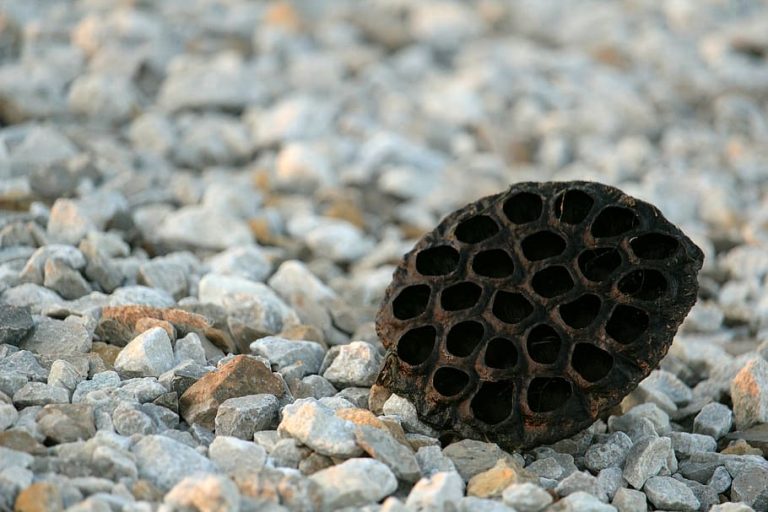 Trypophobia Test: The Weird Syndrome Due to Fear of Holes